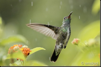 Kila Faune: Colibris sous quelques gouttes de pluie.